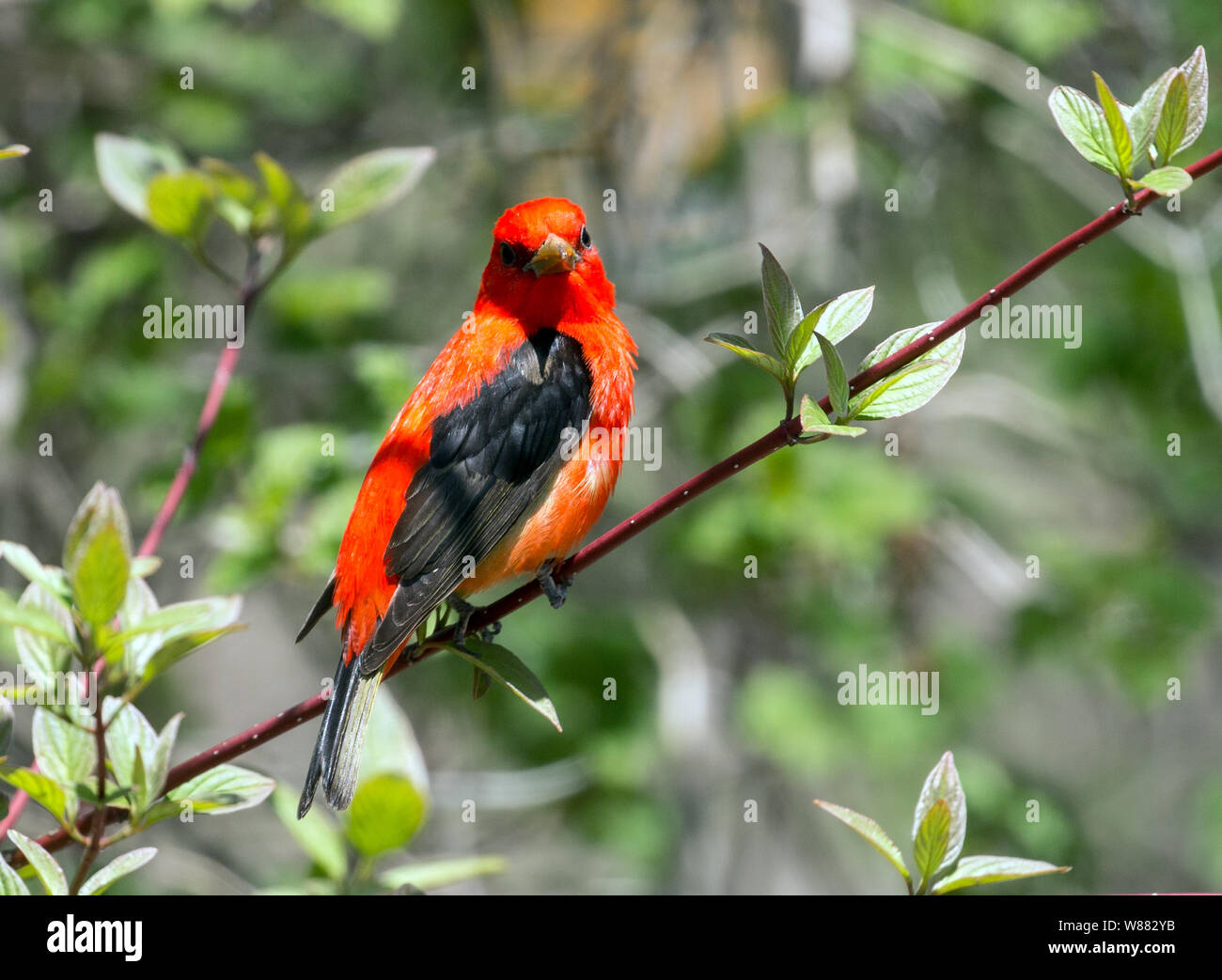 Black and red feathers bird hi-res stock photography and images - Alamy