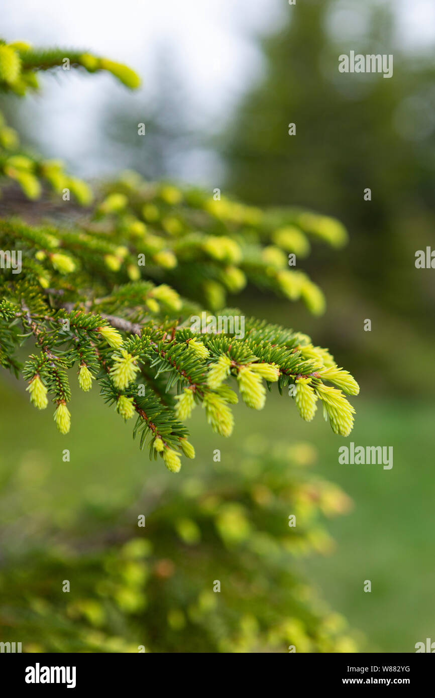 Conifer plant hi-res stock photography and images - Alamy