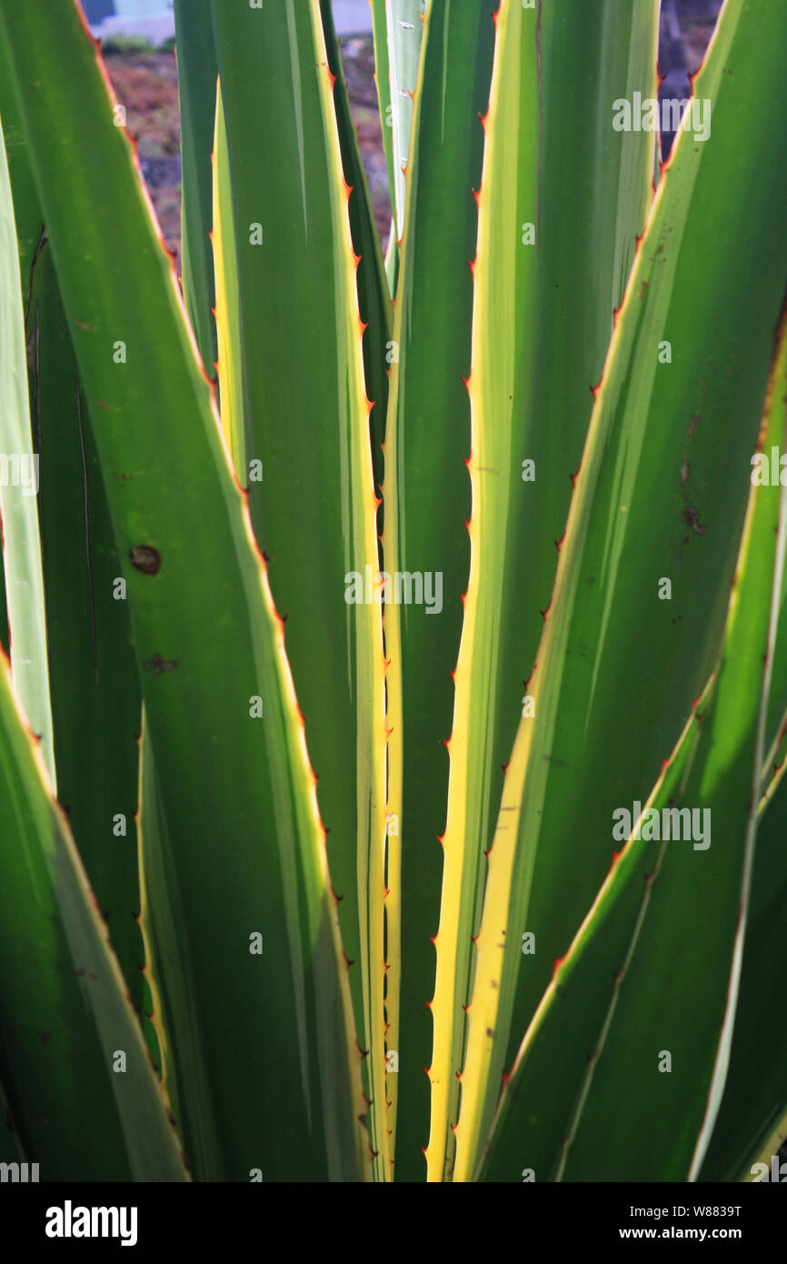 agave furcraea selloa Stock Photo - Alamy