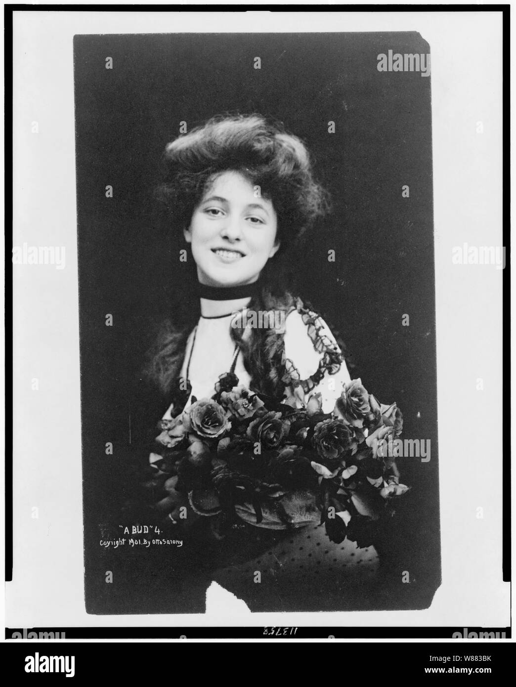 Budding stage Cut Out Stock Images & Pictures - Alamy