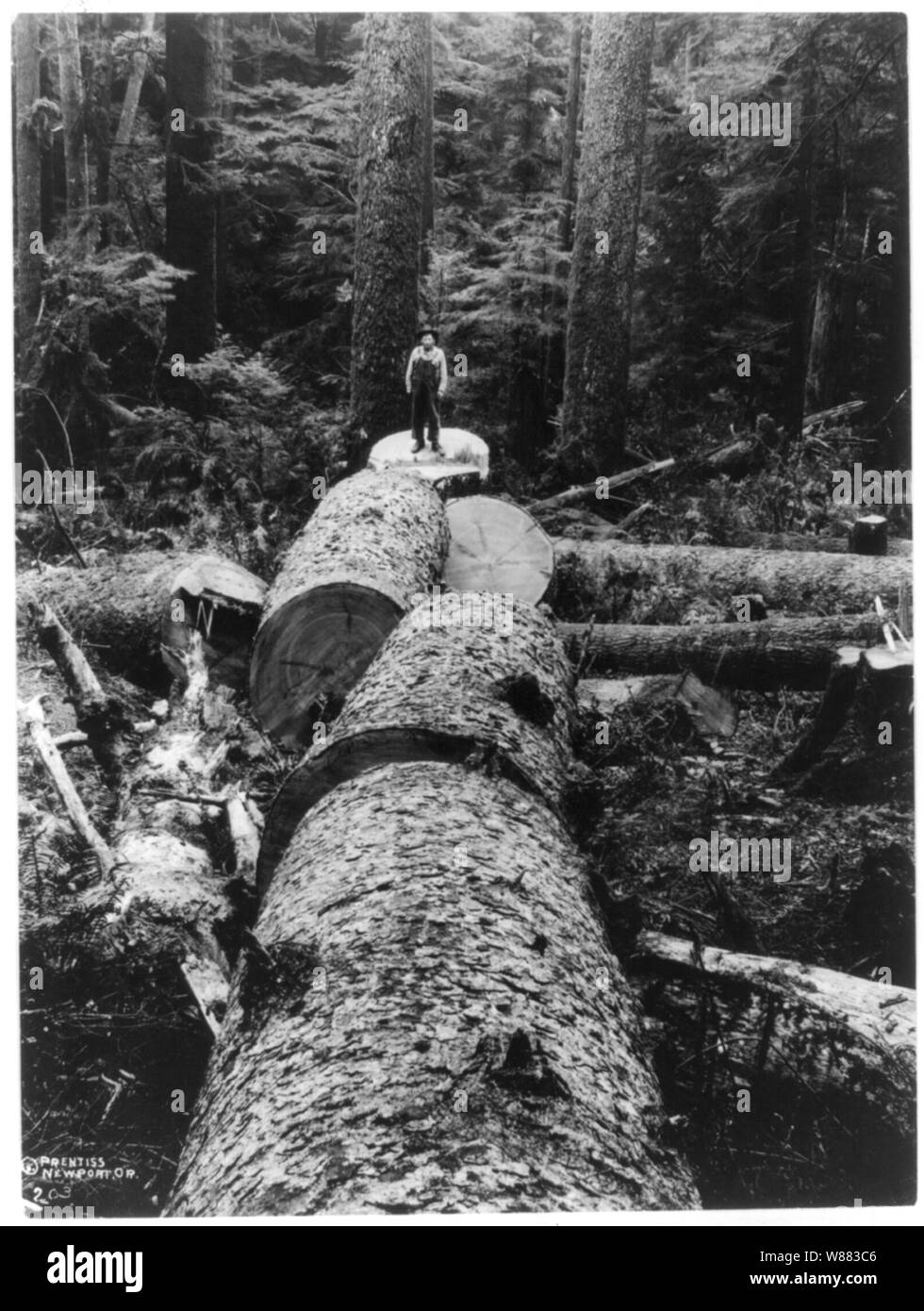 Spruce timber logging Cut Out Stock Images & Pictures - Alamy