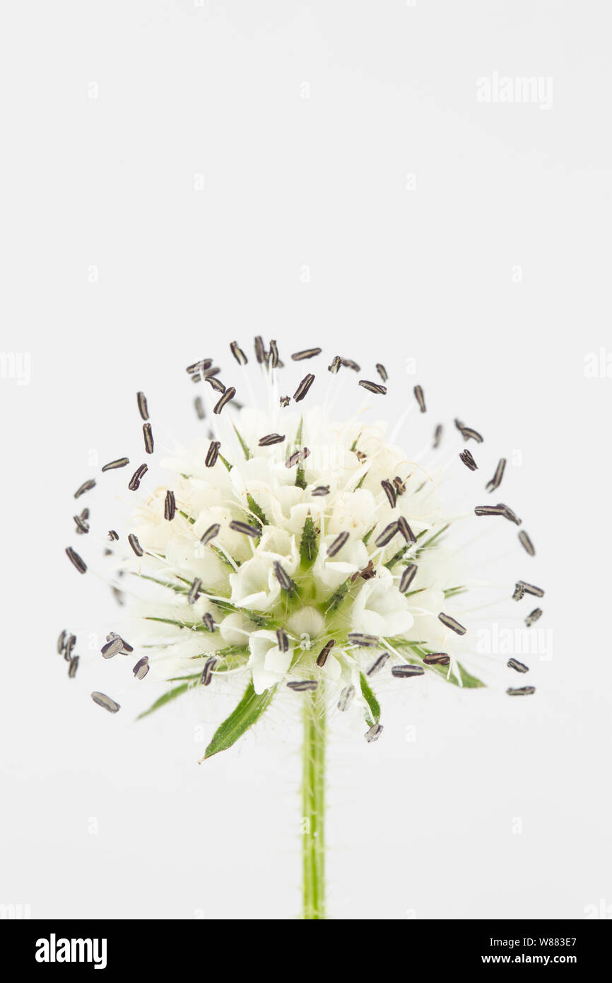 White teasel hi-res stock photography and images - Alamy