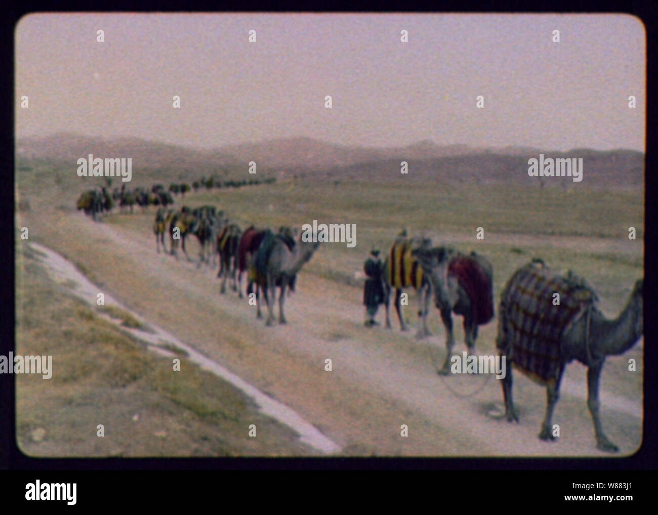 A camel train on the desert - Sinai Stock Photo - Alamy