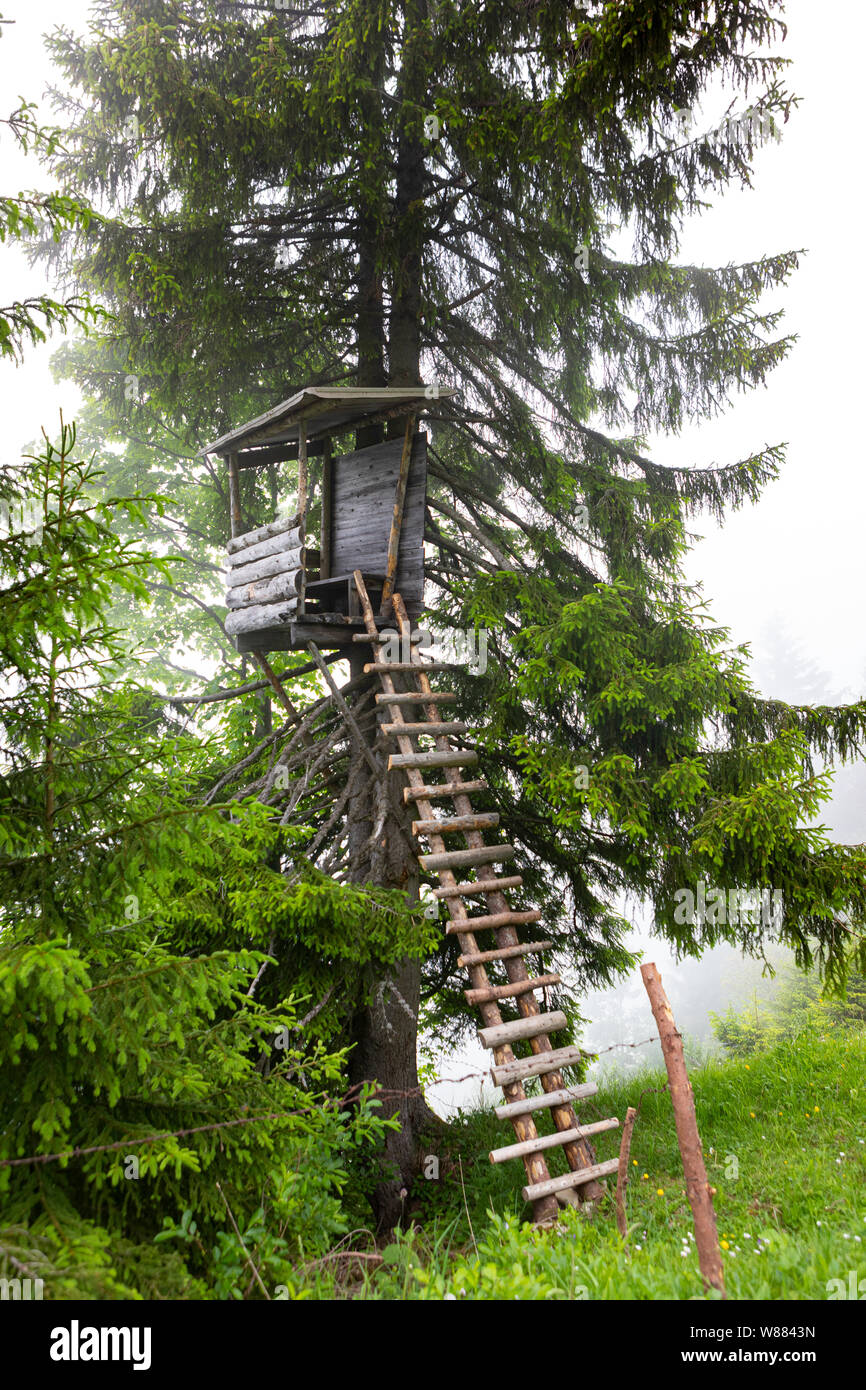 Conifer tree hi-res stock photography and images - Alamy