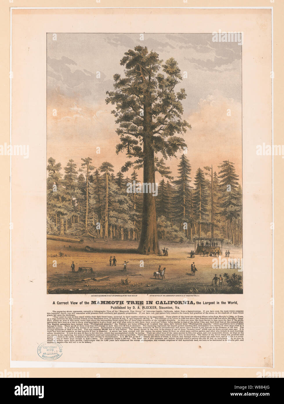 A correct view of the mammoth tree in California, the largest in the ...