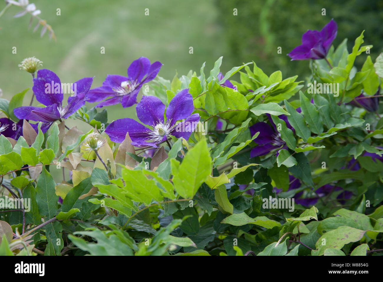 Clematis bonanza hi-res stock photography and images - Alamy
