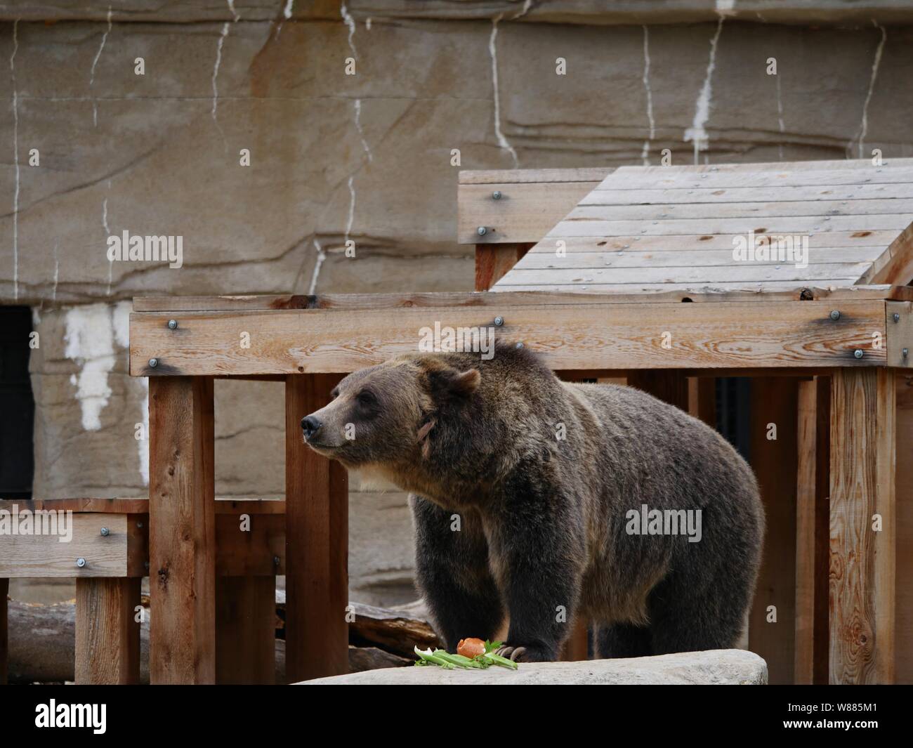 Black bear coming out hi-res stock photography and images - Alamy