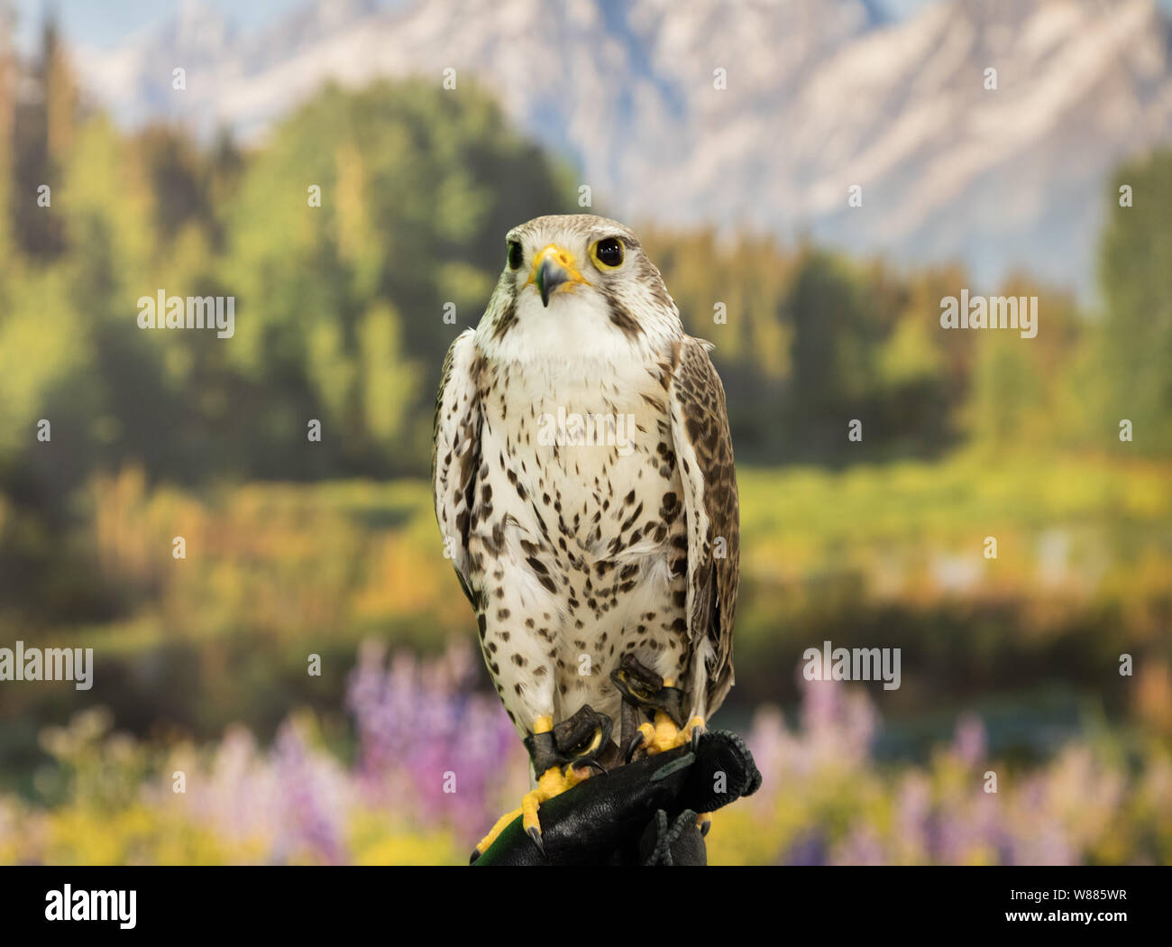 Hawks of central america hi-res stock photography and images - Alamy