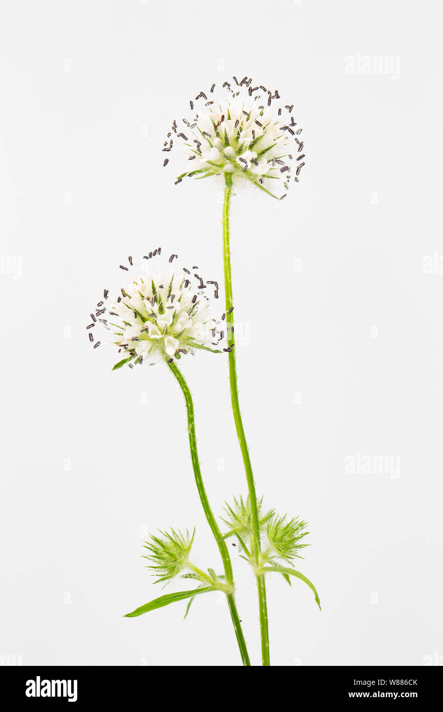 White teasel hi-res stock photography and images - Alamy