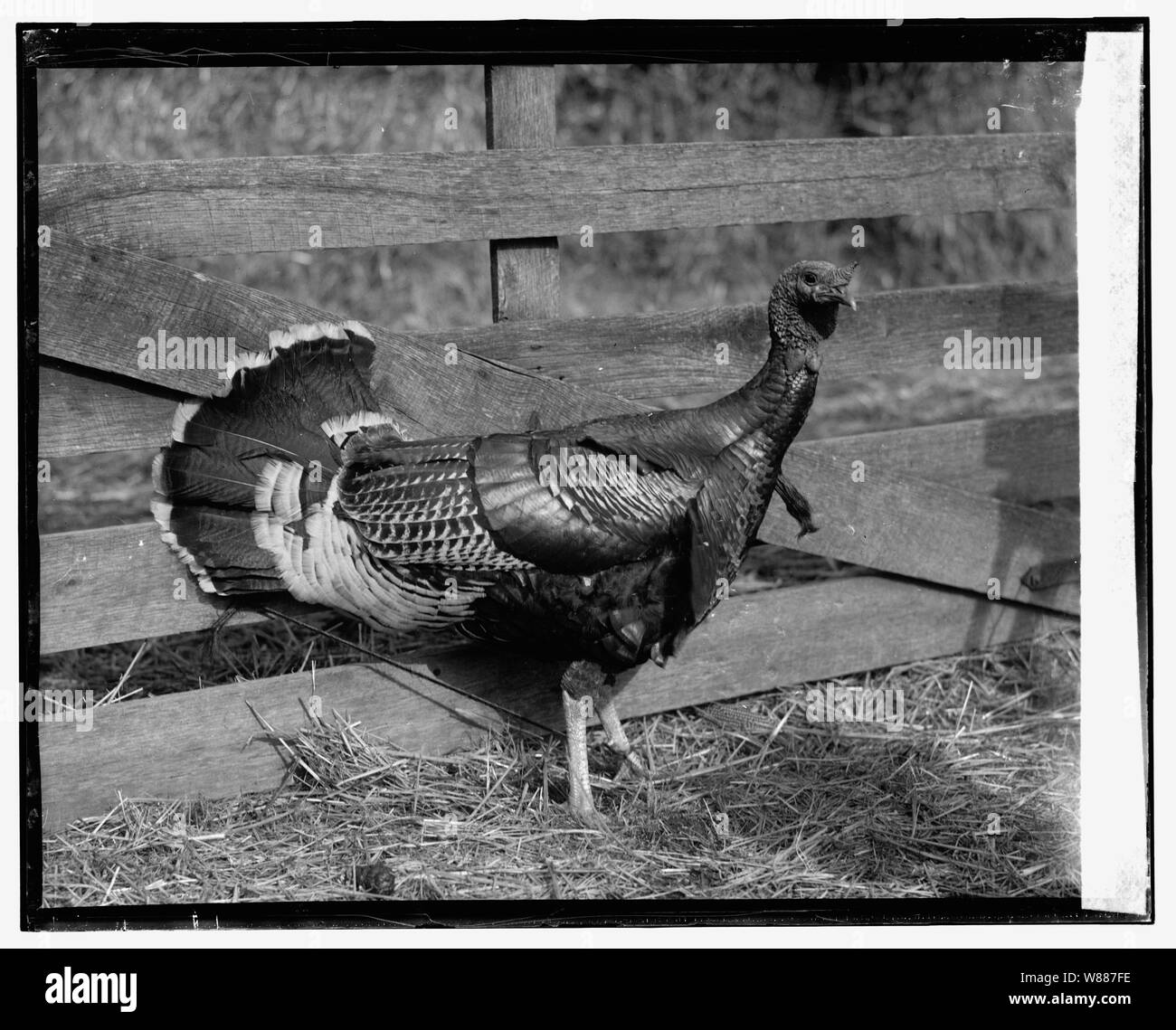 Very good picture Black and White Stock Photos & Images - Alamy