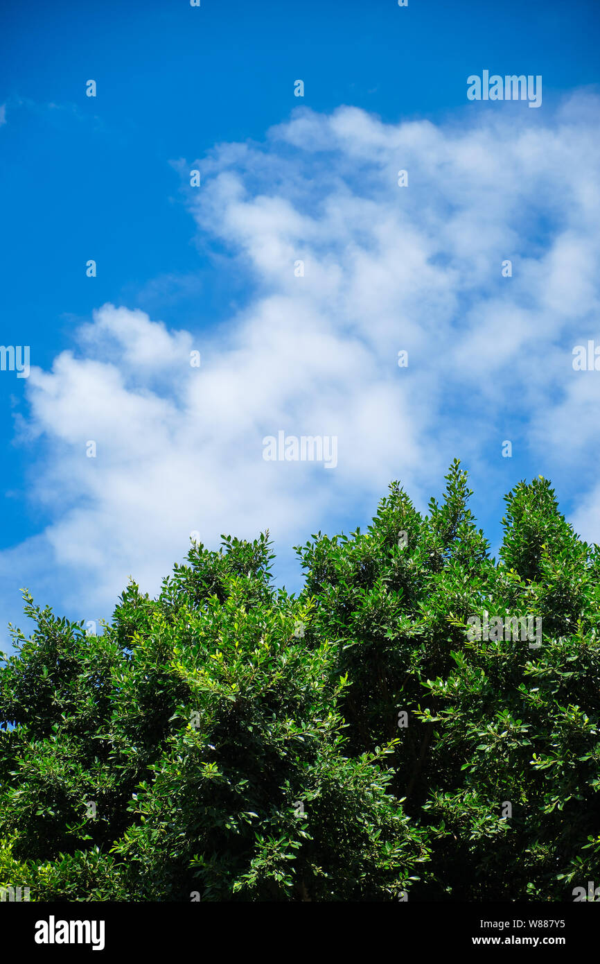 Green tree and white clouds in the sky Stock Photo - Alamy