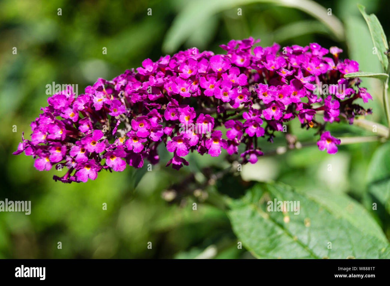 Buddleja davidii the Butterfly bush Stock Photo - Alamy