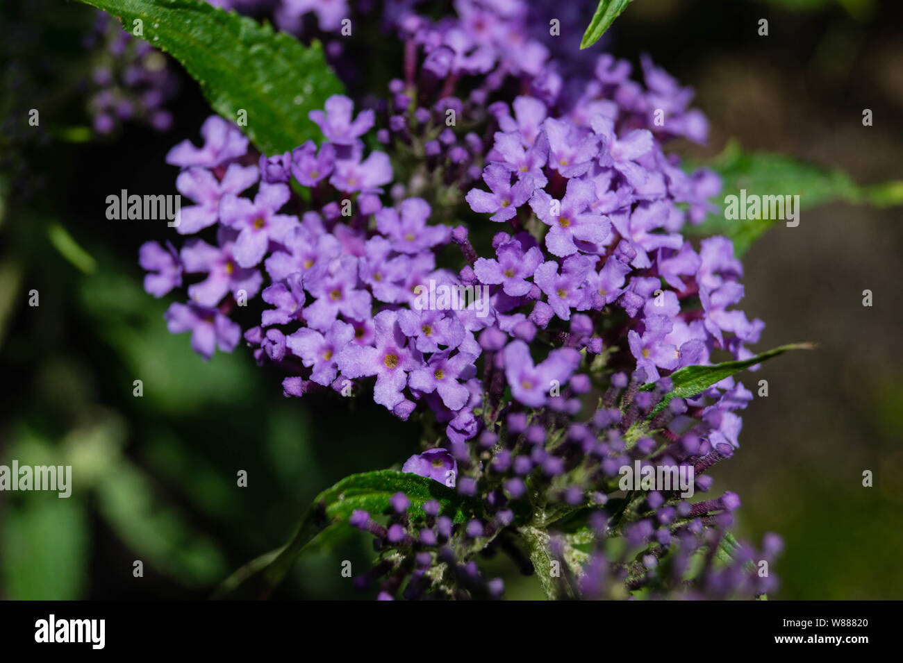 Buddleja davidii the Butterfly bush Stock Photo - Alamy