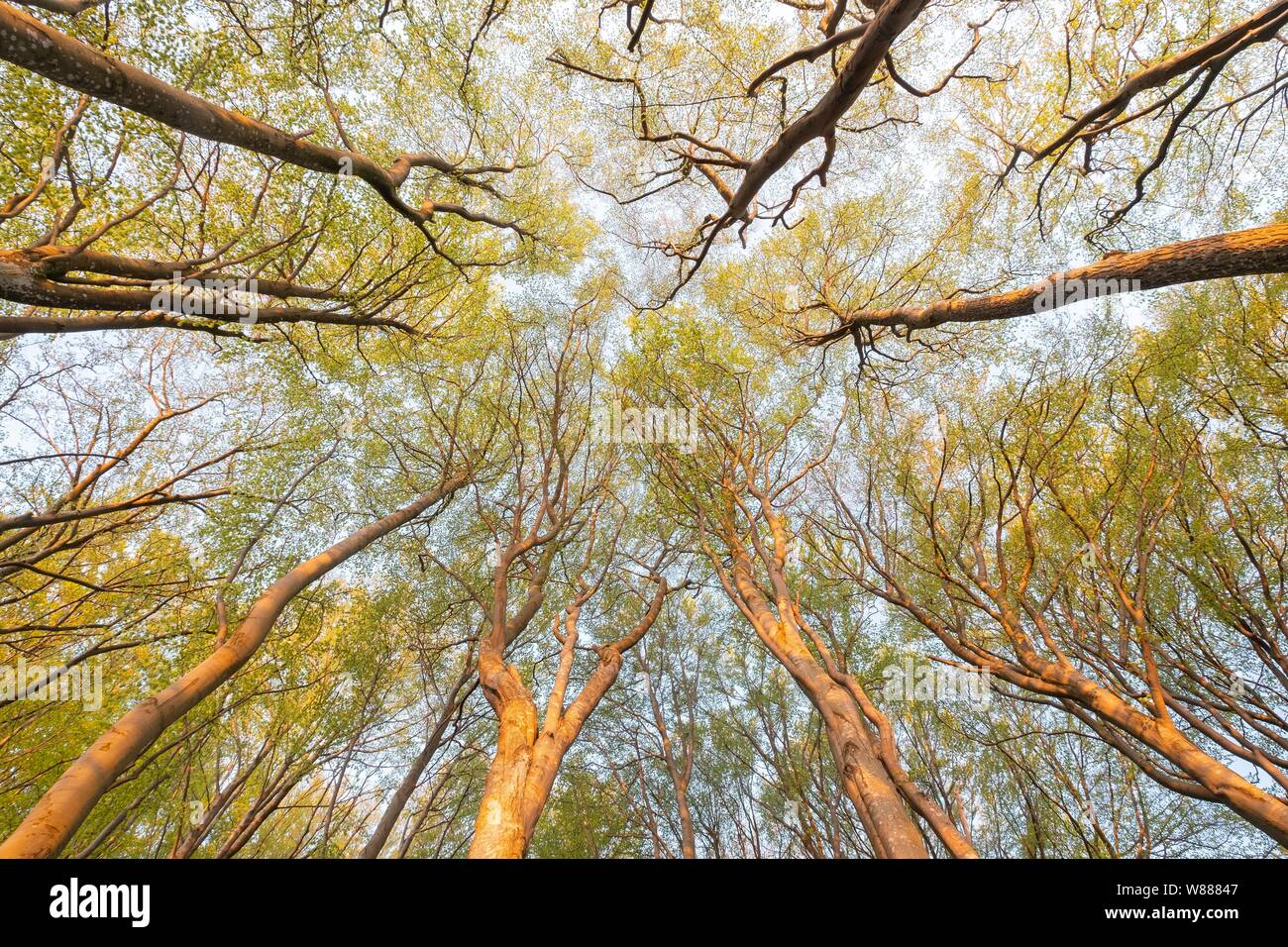Frog's perspective, view into the treetops, Common beeches (Fagus ...