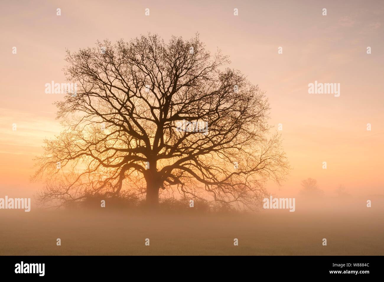 Golden morning light, old Solitaire Oak, English oak (Quercus robur) on ...