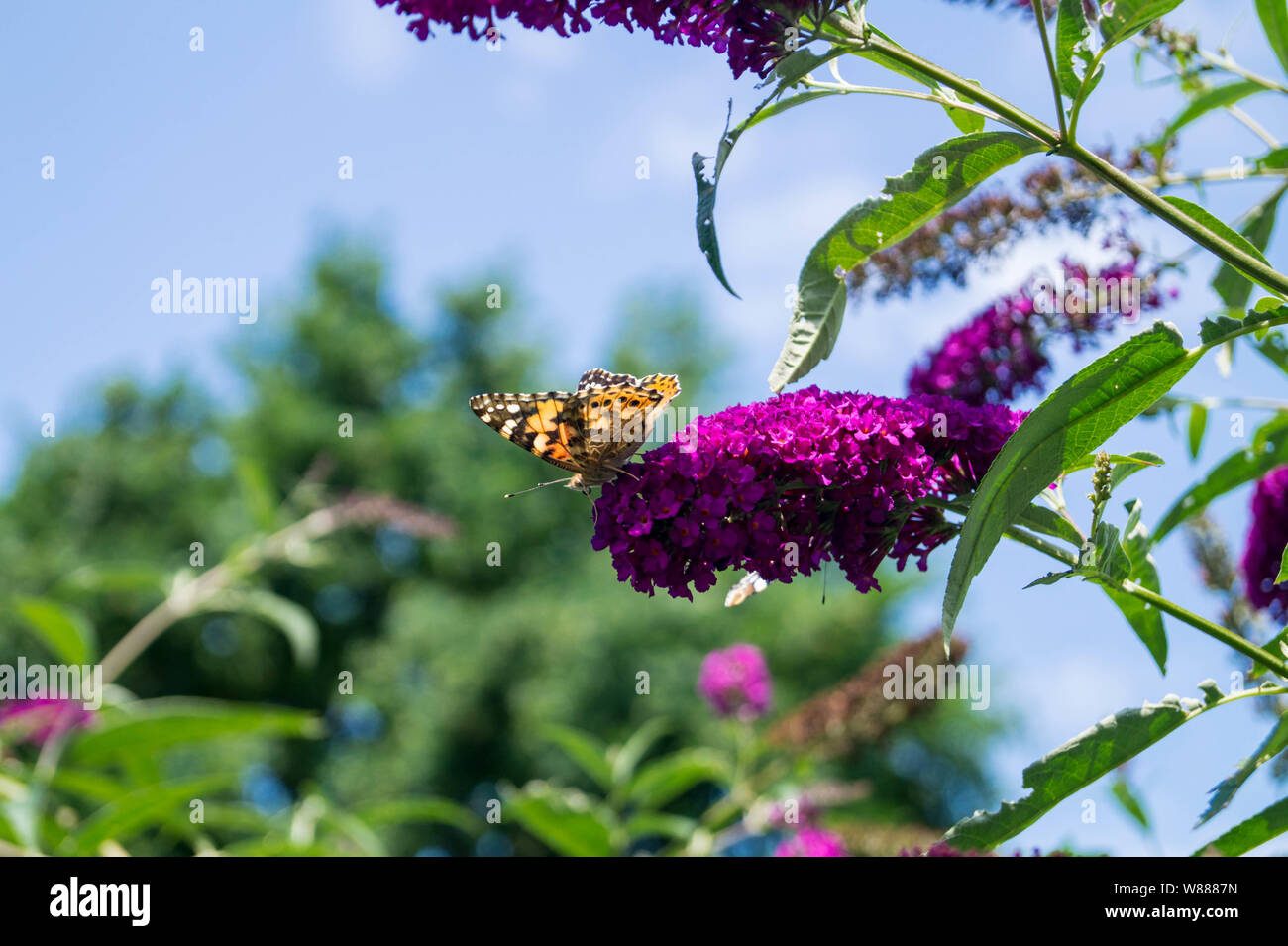 Buddleja davidii the Butterfly bush Stock Photo - Alamy