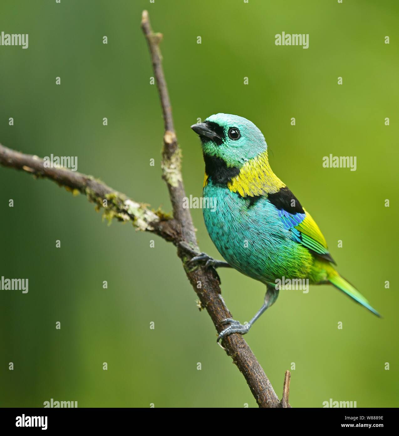 Three-coloured Tanager (Tangara seledon) sits on a branch, Atlantic ...