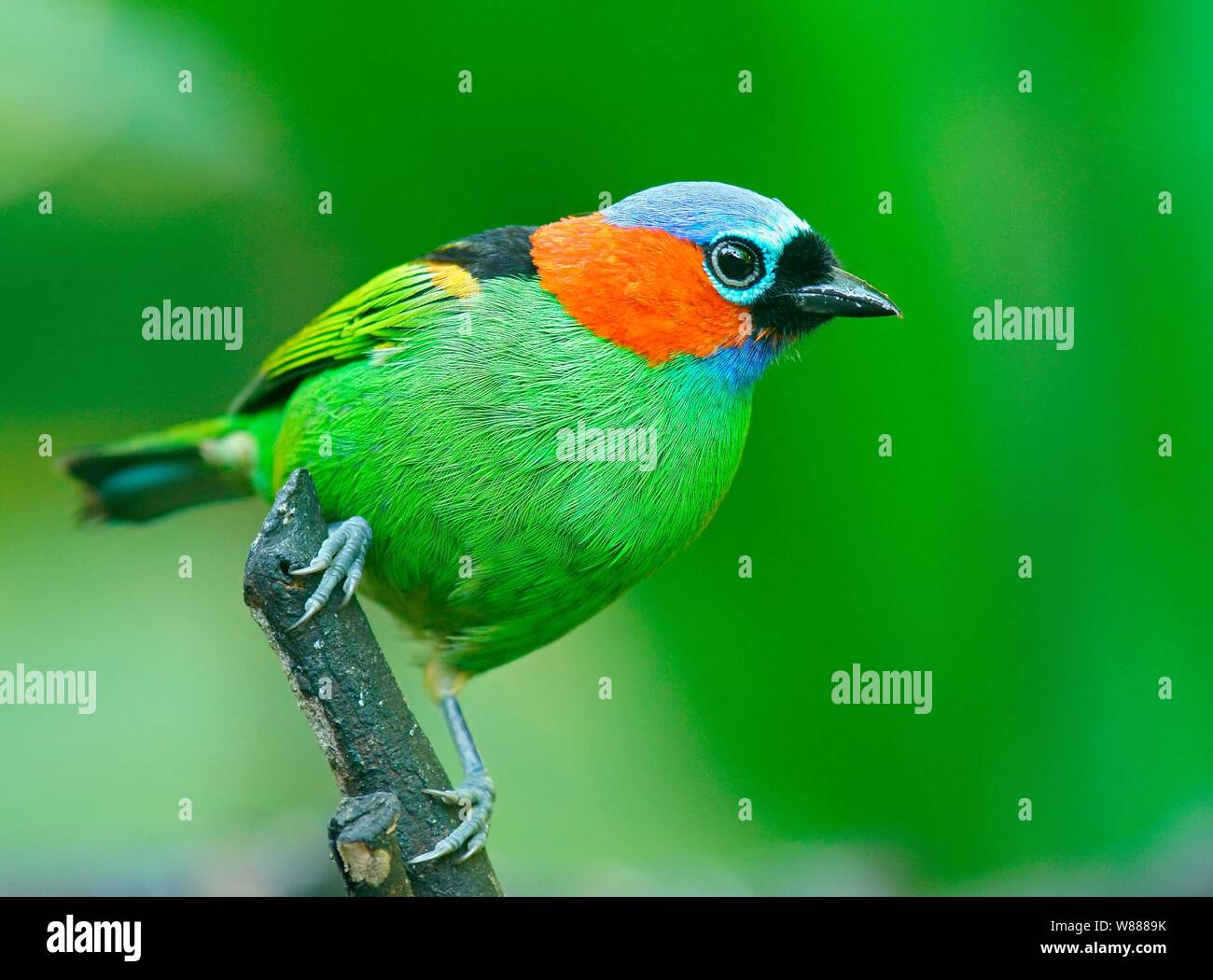 Red-necked Tanager (Tangara cyanocephala), sitting on a branch ...