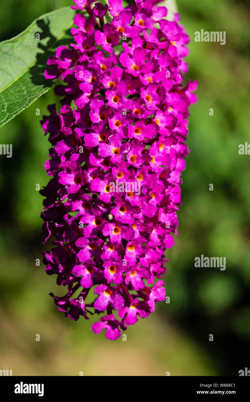 Buddleja davidii the Butterfly bush Stock Photo - Alamy