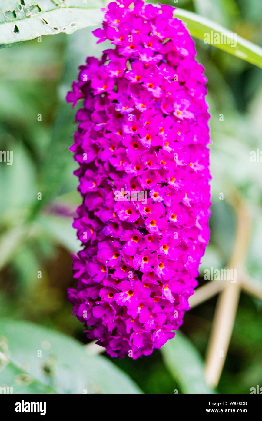 Buddleja davidii the Butterfly bush Stock Photo - Alamy