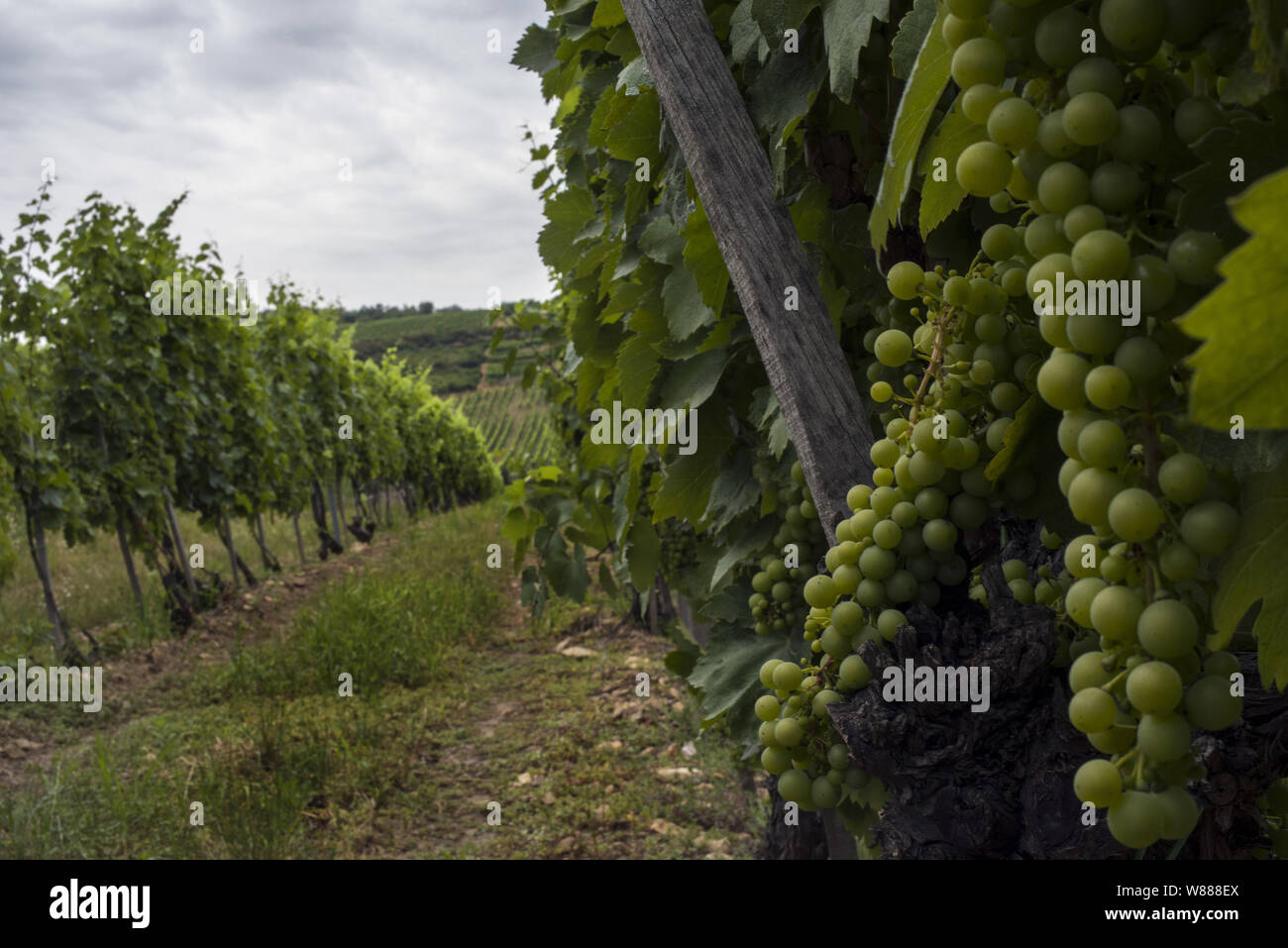 Tokaji landscape hi-res stock photography and images - Alamy