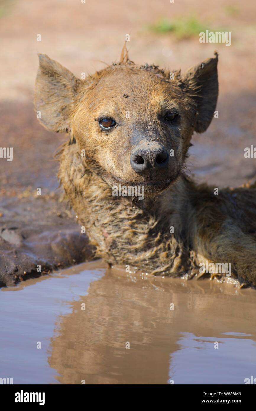 Spotted hyena (Crocuta crocuta) lying in a puddle to cool down, animal ...
