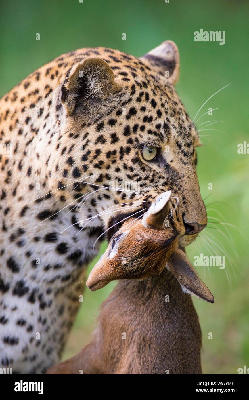Leopard (Panthera pardus) with captured Kirk's Dik-dik (Madoqua kirkii ...