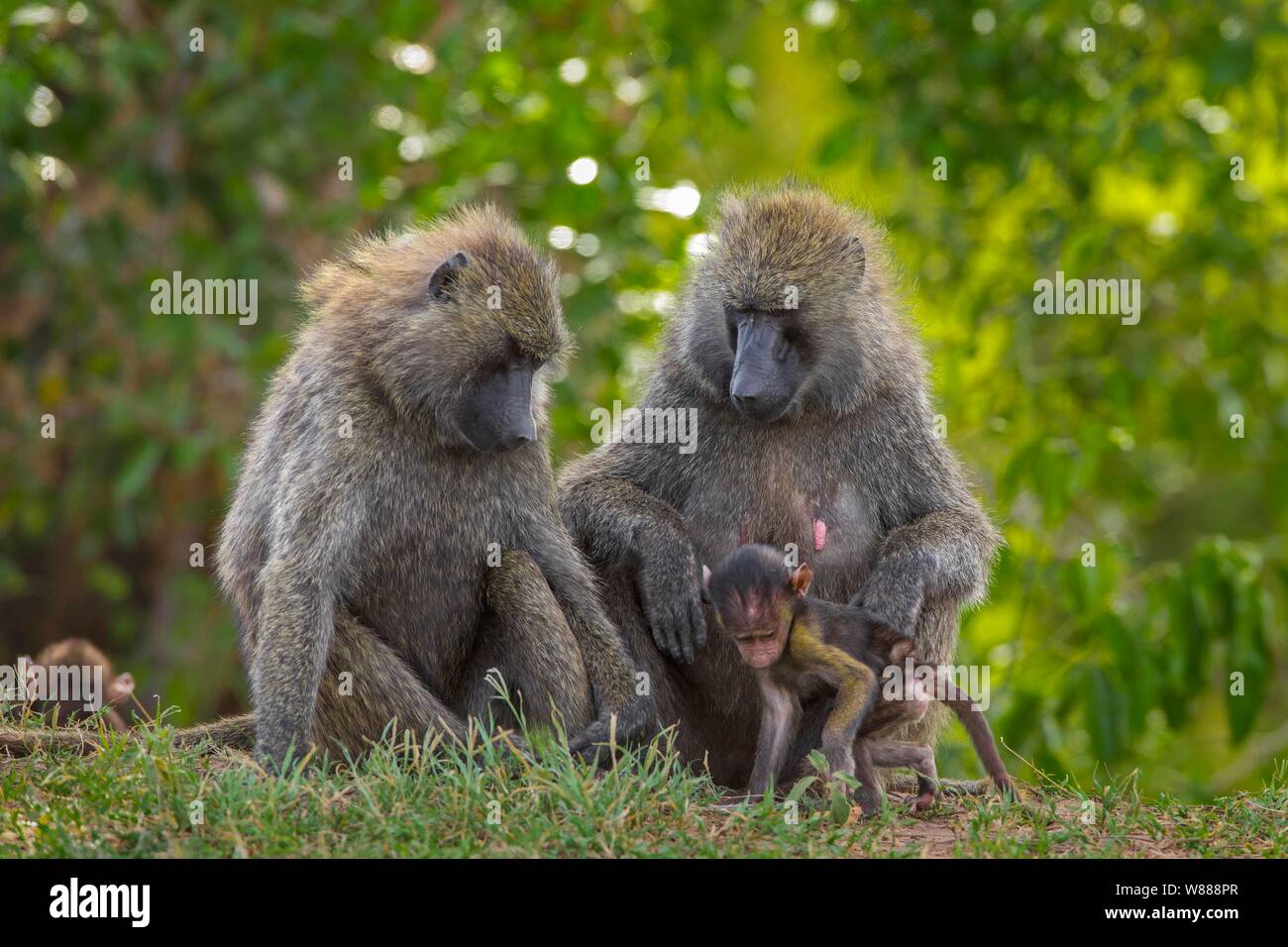 Olive baboons (Papio anubis), animal family with young, Masai Mara ...