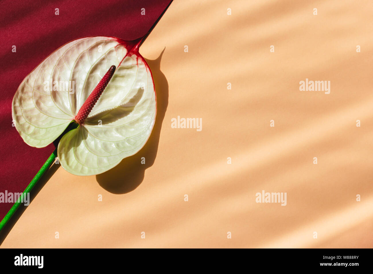 Amazing tropical anthurium flower on peach pink pastel background ...