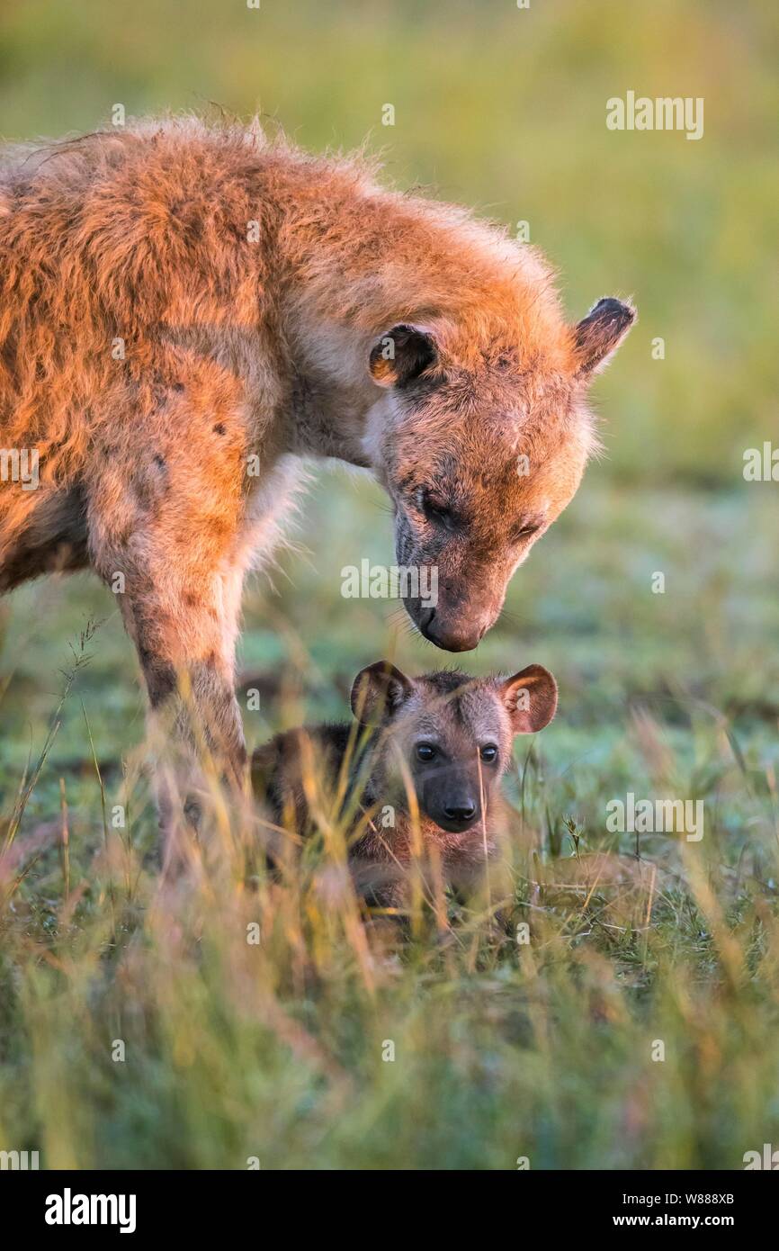 Spotted hyena (Crocuta crocuta) mother animal with cub, Masai Mara ...
