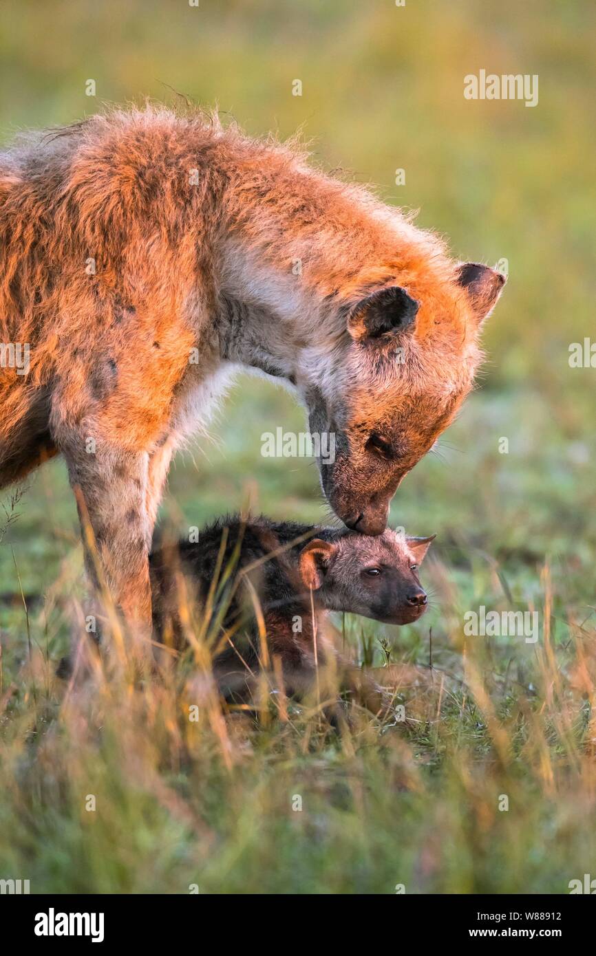 Spotted hyena (Crocuta crocuta) mother animal with cub, Masai Mara ...