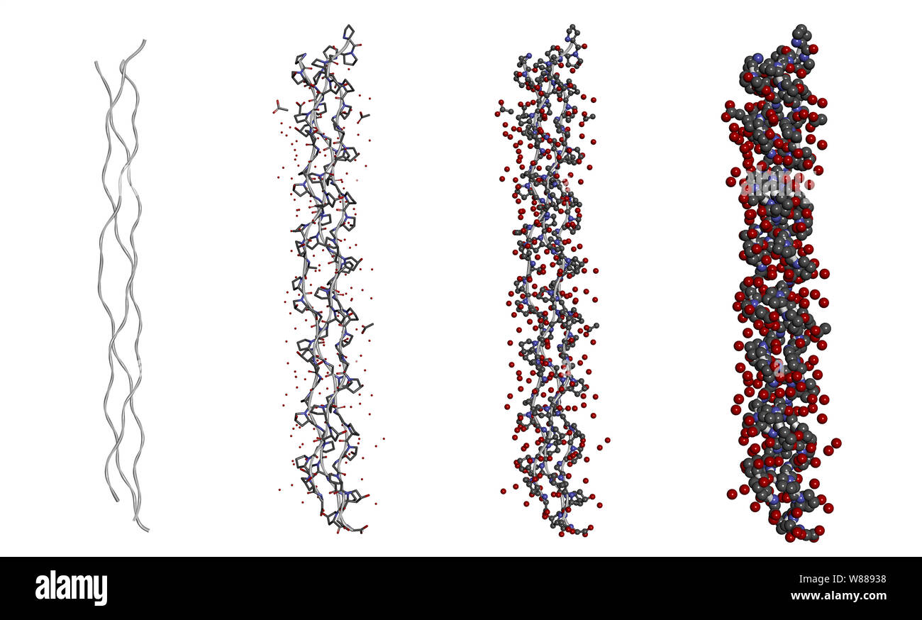 Hydration structure of a triple helix collagen peptide molecule in ...