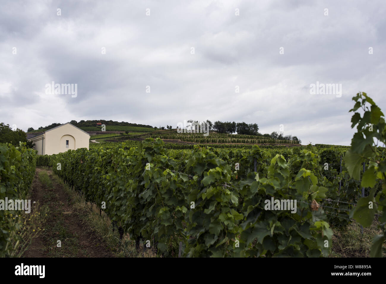 July 24, 2019, Tokaj, Borsod-AbaÃºj-Zemplén, Hungary: A view of the ...