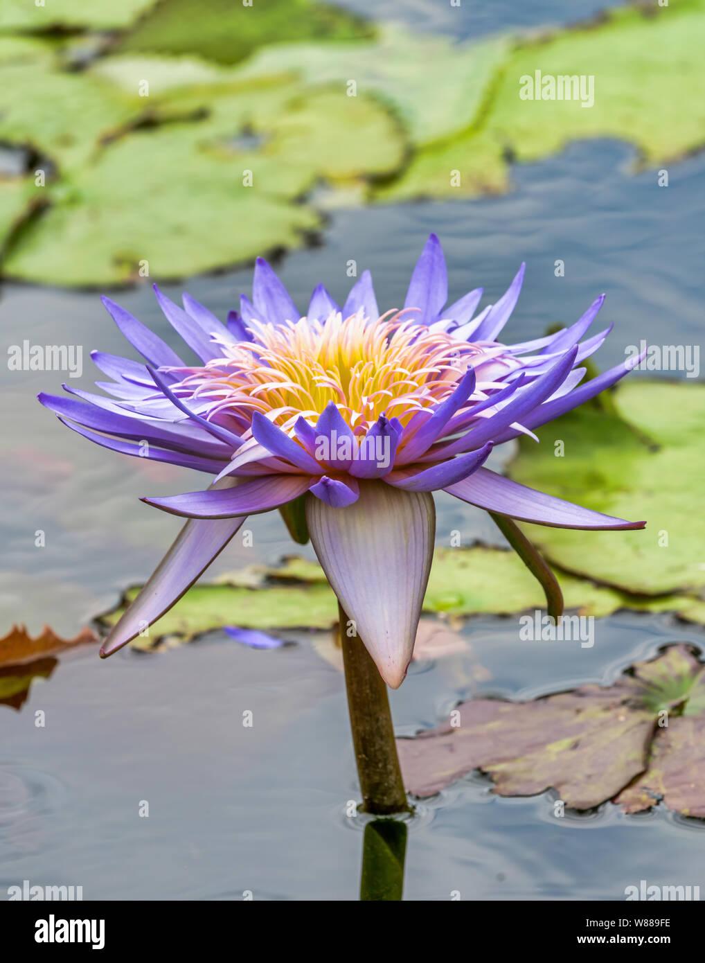 Giant purple lily hi-res stock photography and images - Alamy