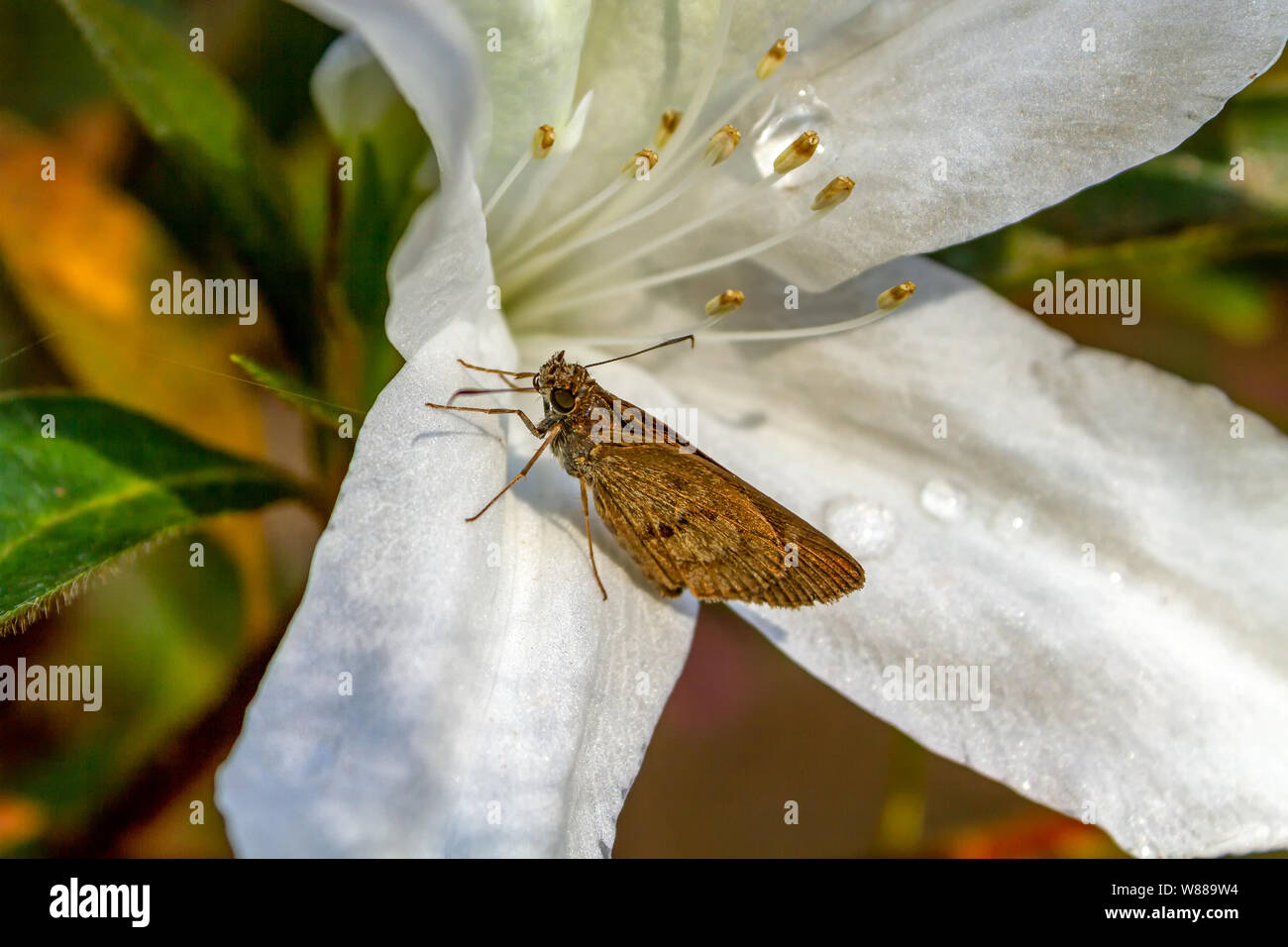 White azalea hi-res stock photography and images - Alamy