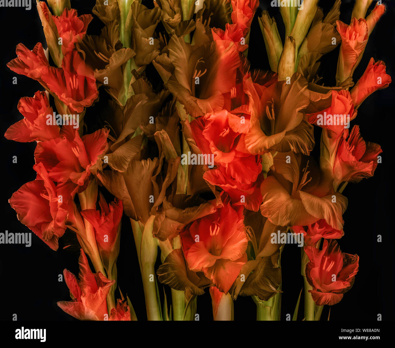 Inverted flower hi-res stock photography and images - Alamy