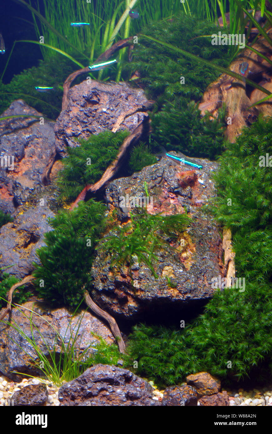 Water pocket moss, Fissidens fontanus Stock Photo - Alamy