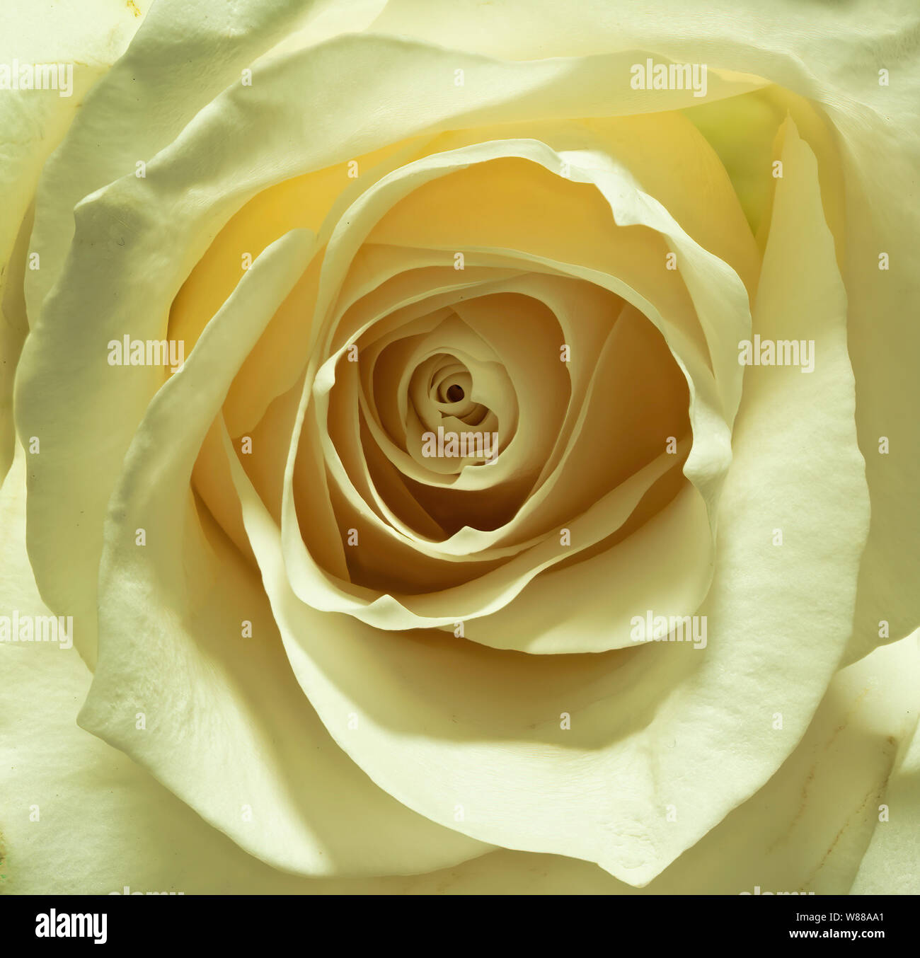 White Rose Center Stock Photo - Alamy