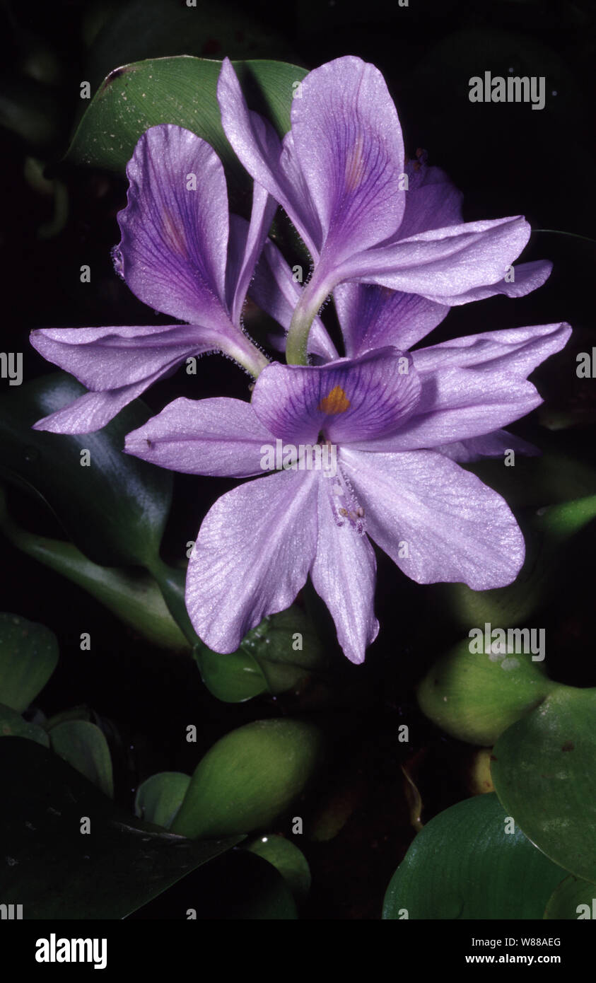 Water hyacinth, Eichhornia crassipes Stock Photo - Alamy