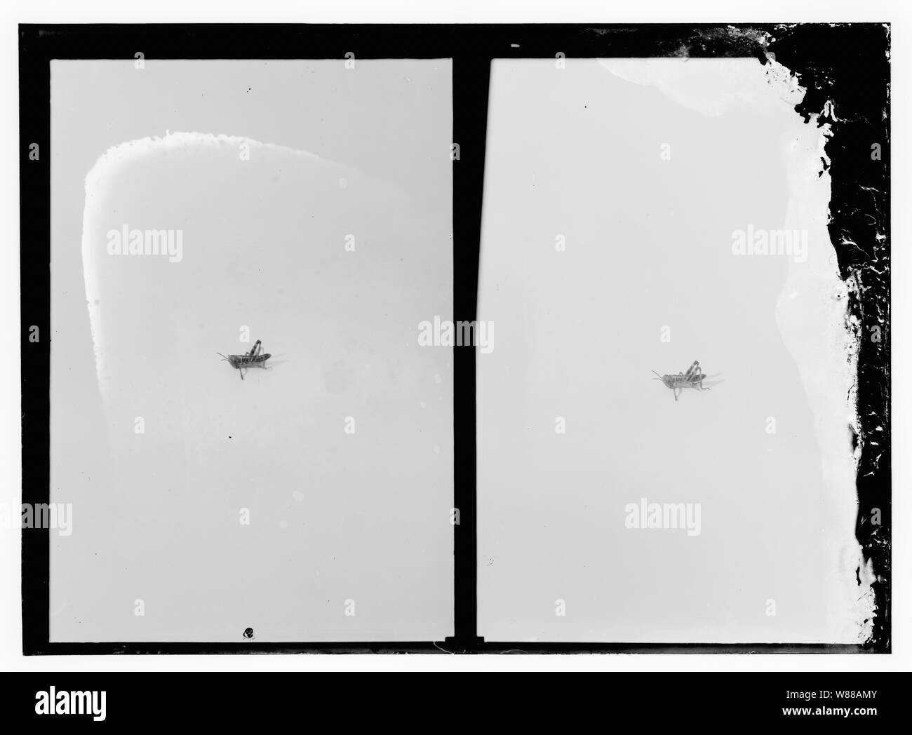 A pest Cut Out Stock Images & Pictures - Alamy