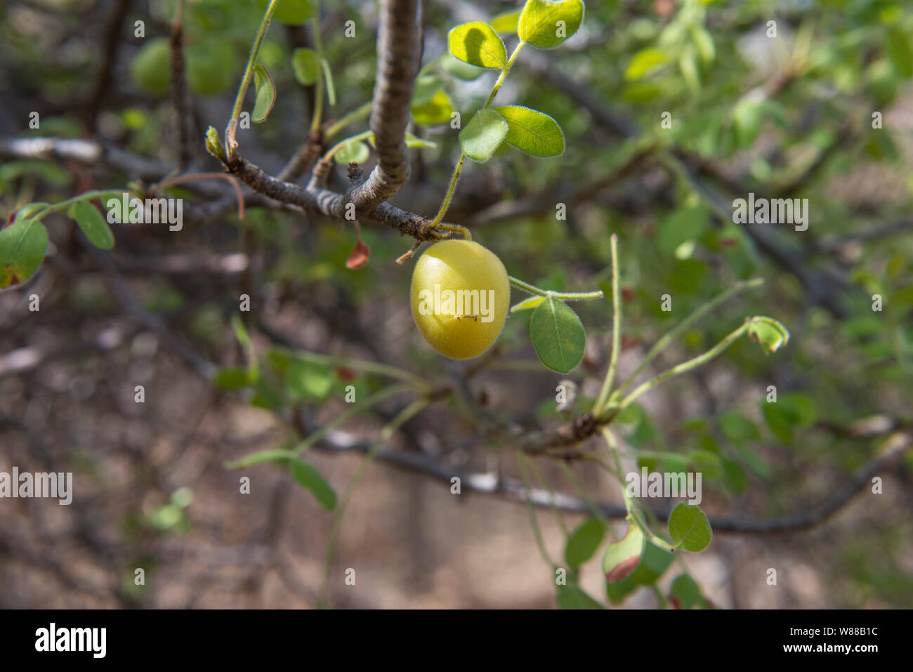 Crop growing mexico hi-res stock photography and images - Alamy