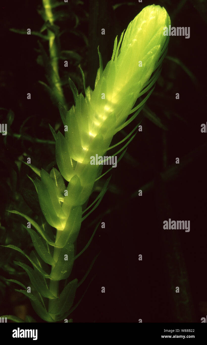 Egeria High Resolution Stock Photography and Images - Alamy