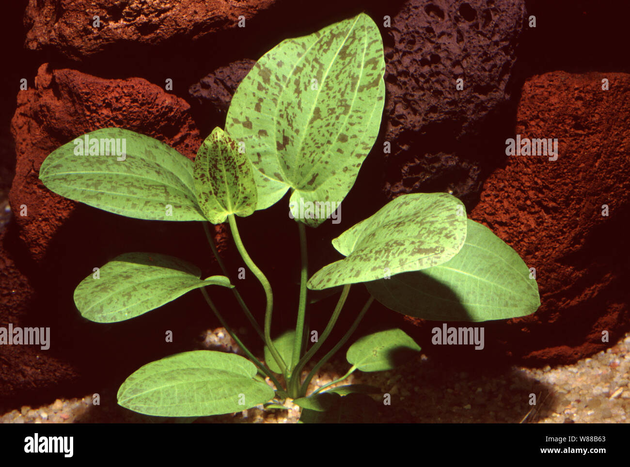 Ozelot sword, Echinodorus "ozelot Stock Photo - Alamy