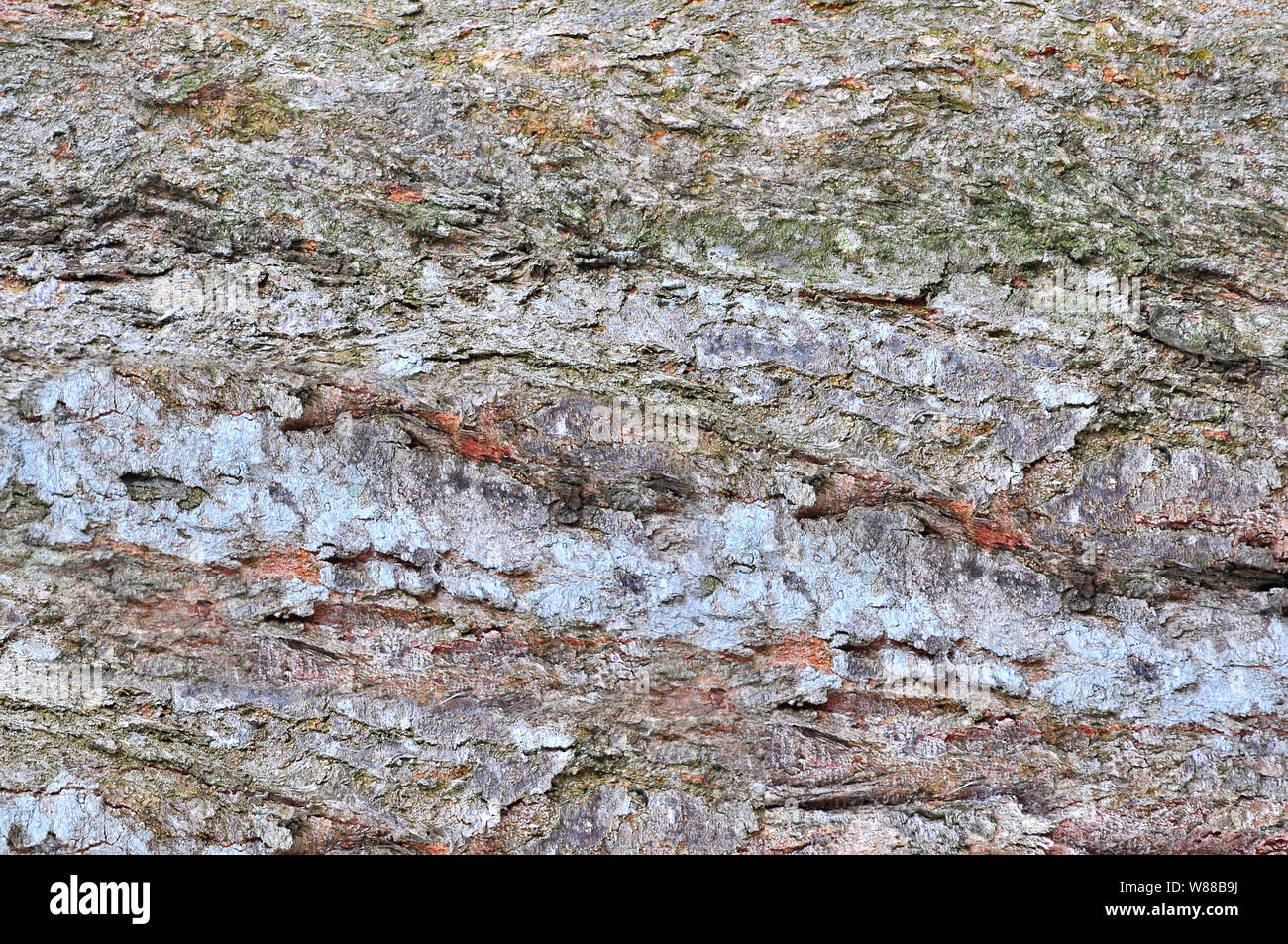 Old Wood Tree Texture Background Stock Photo - Alamy