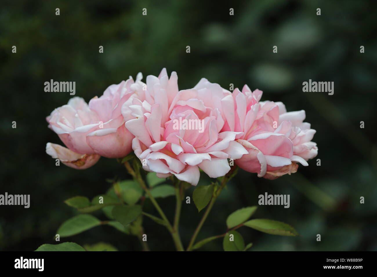 Open pink rose hi-res stock photography and images - Alamy