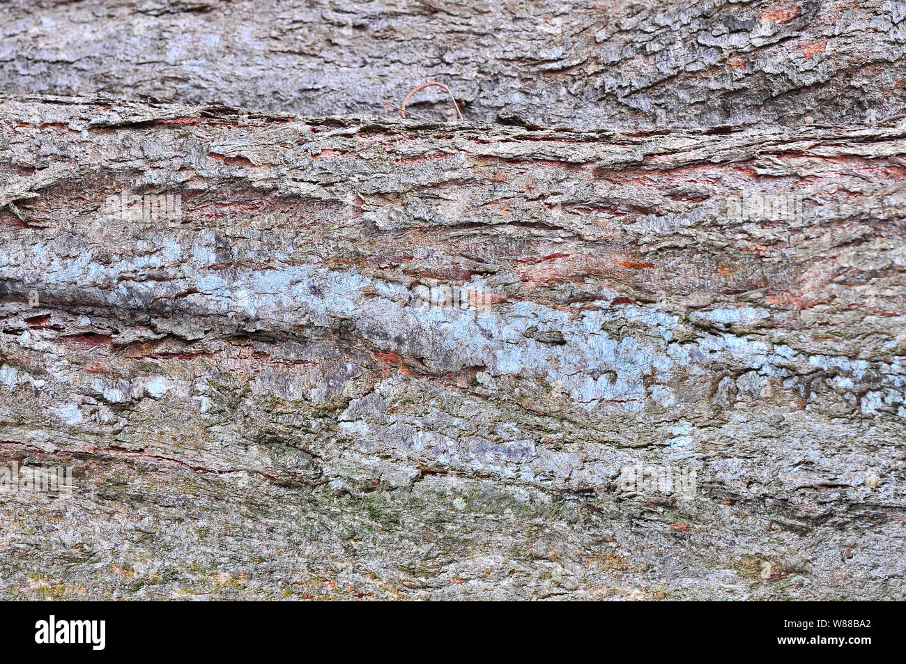 Old Wood Tree Texture Background Stock Photo - Alamy