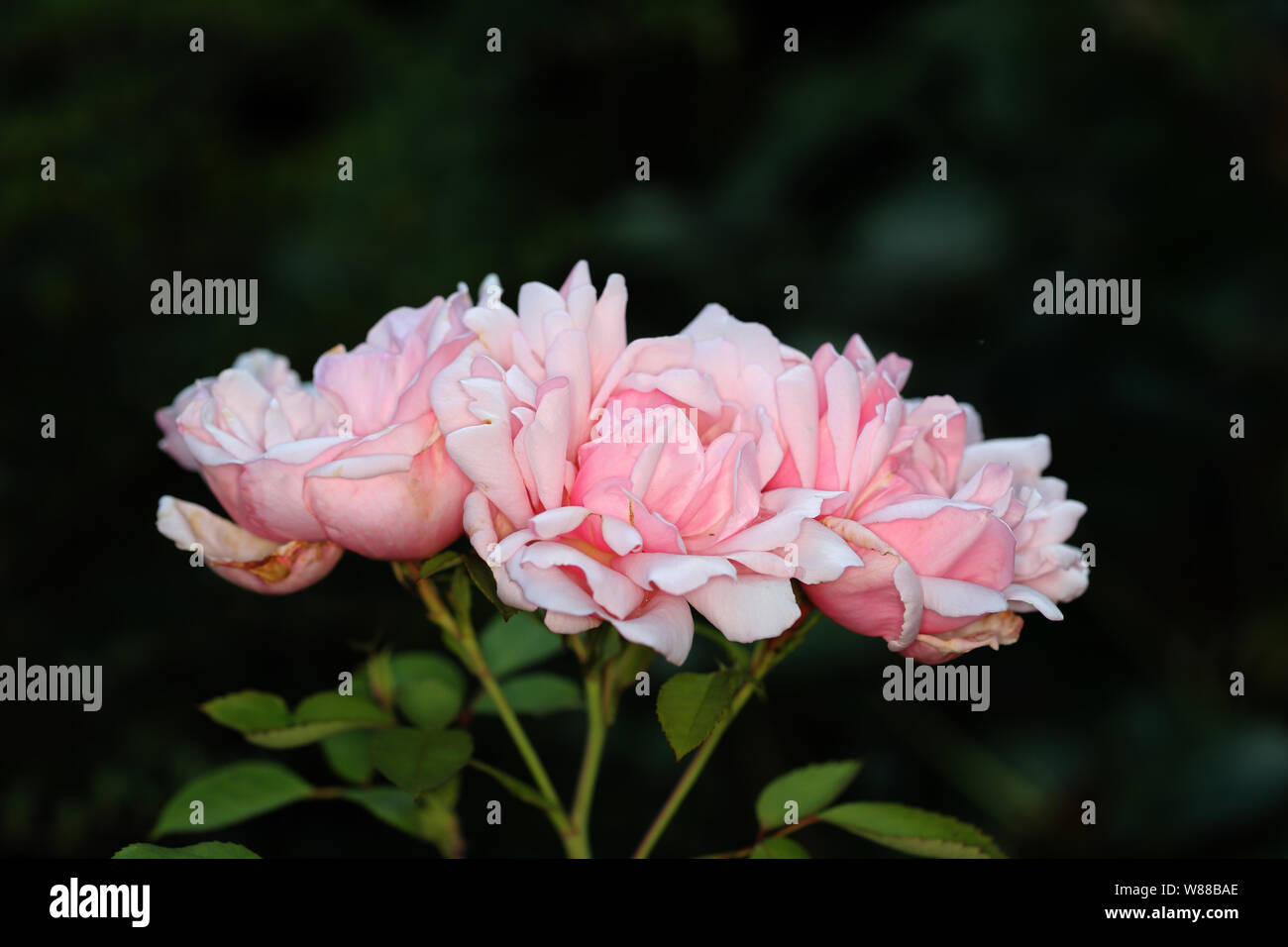 Multiple open pink rose heads in a single group Stock Photo - Alamy