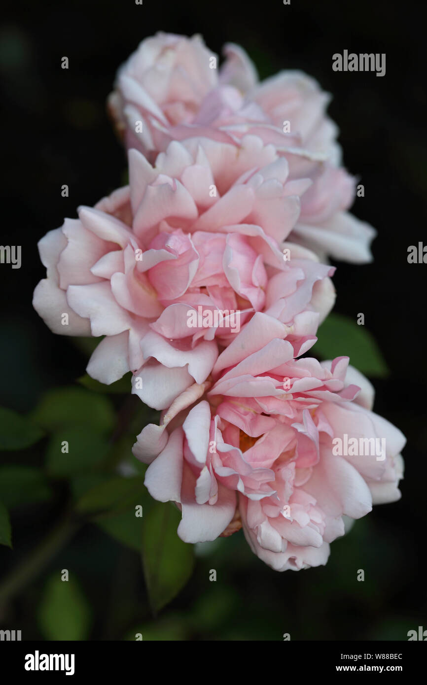 Rose heads hi-res stock photography and images - Alamy