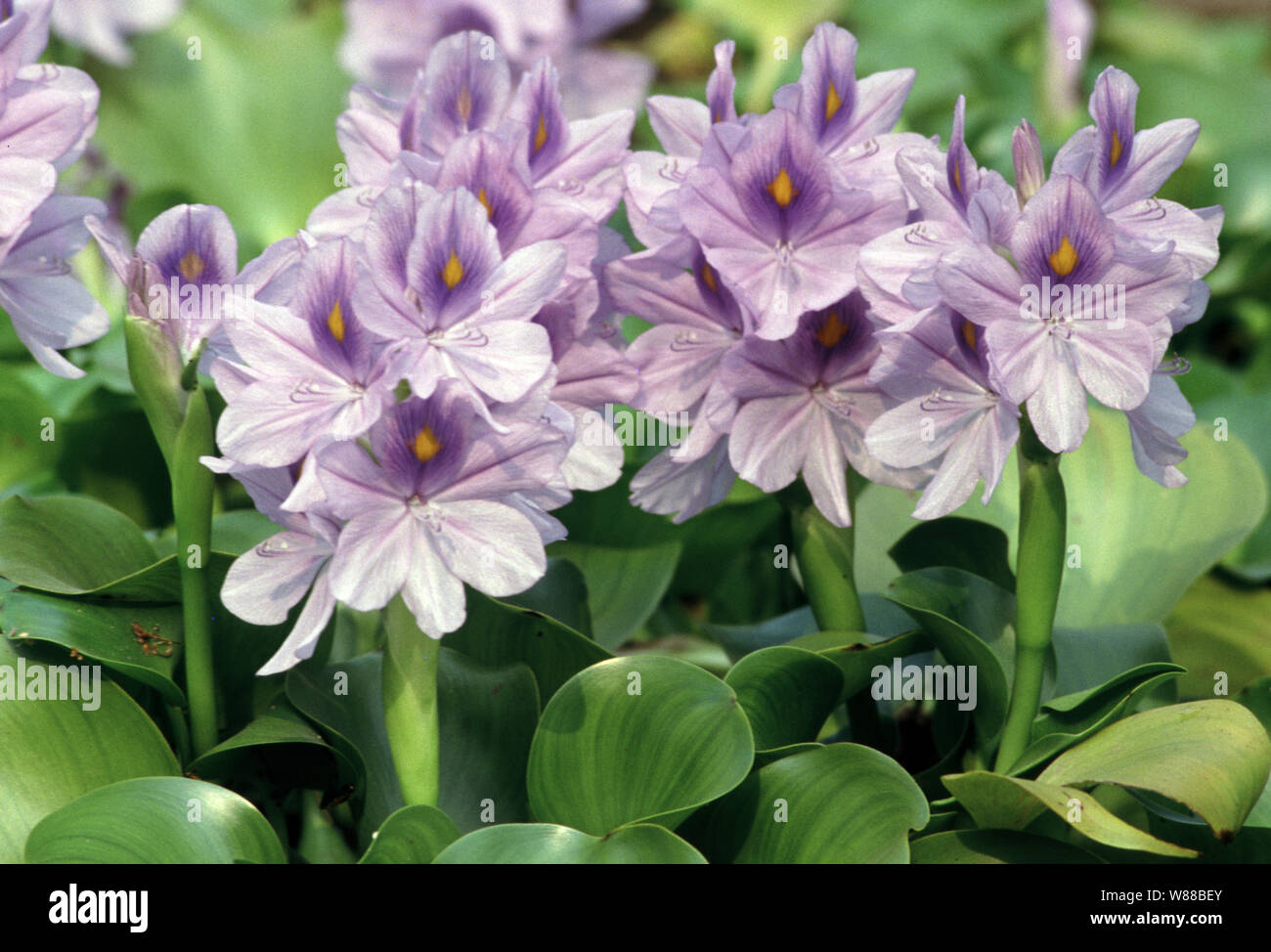 Water hyacinth, Eichhornia crassipes Stock Photo - Alamy