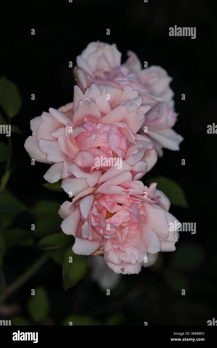 Open pink rose hi-res stock photography and images - Alamy